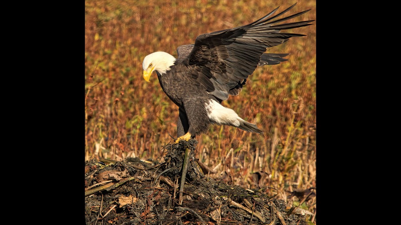 Ottawa National Wildlife Refuge Wildlife Drive. Ottawa County, Ohio ...
