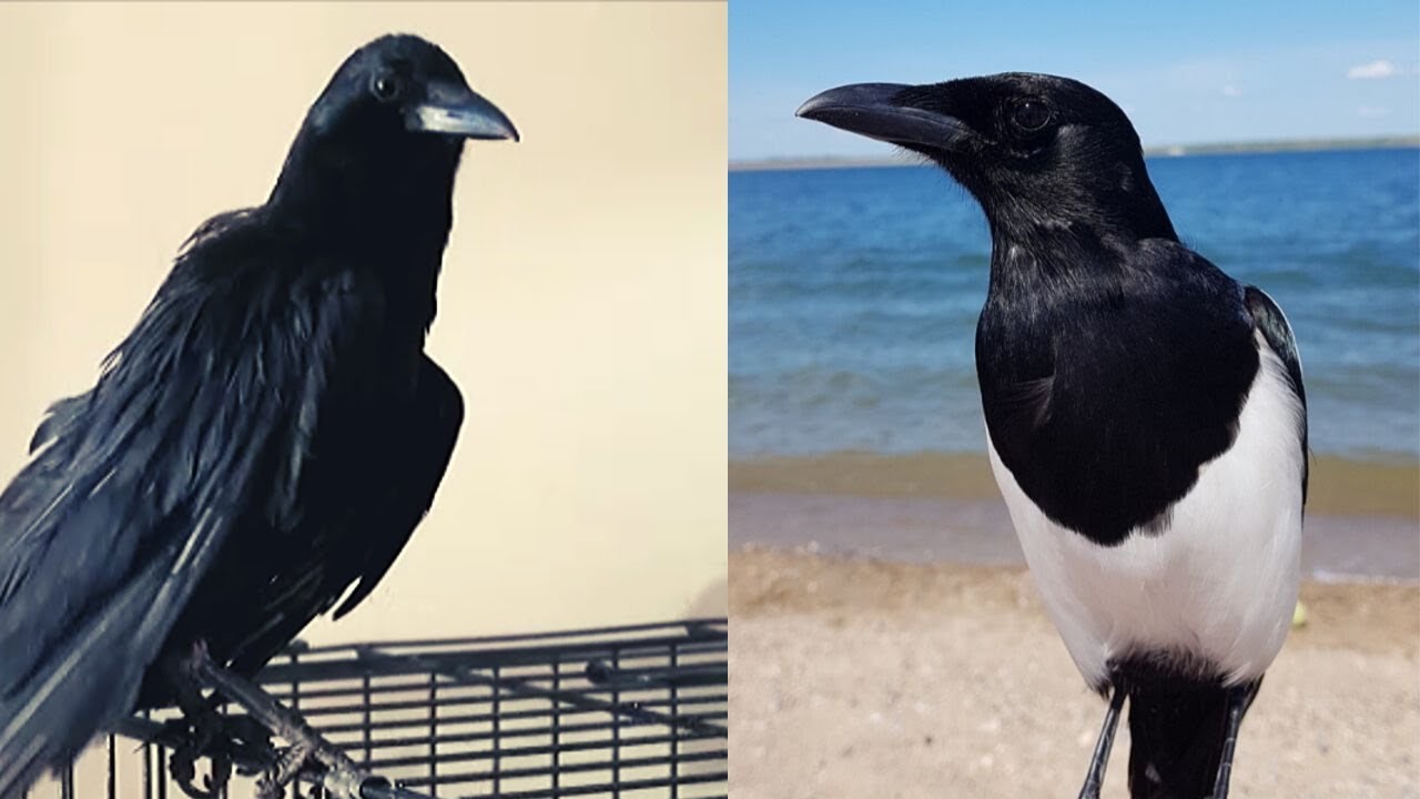 Magpie talks while Crow protects flock - YouTube