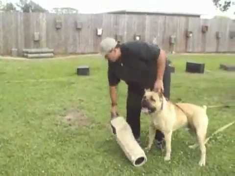 Working Mastiff - Macho - YouTube