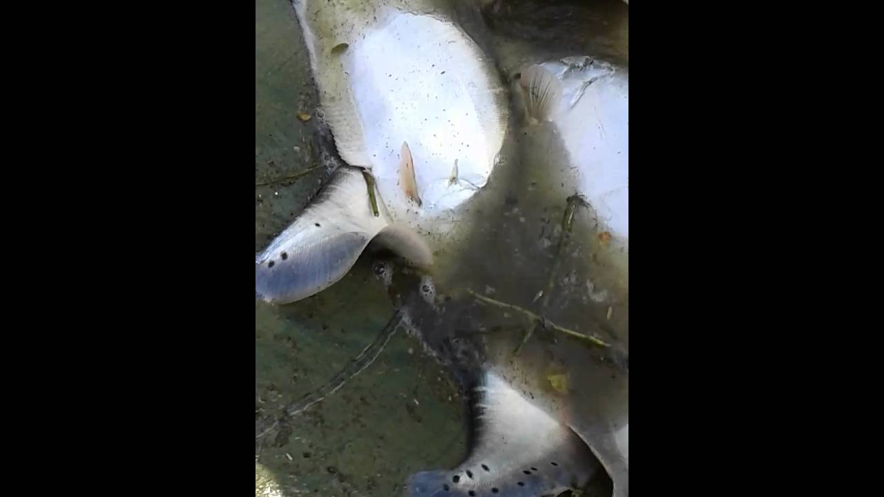 Chital fish catching by Anisur Rahaman - YouTube