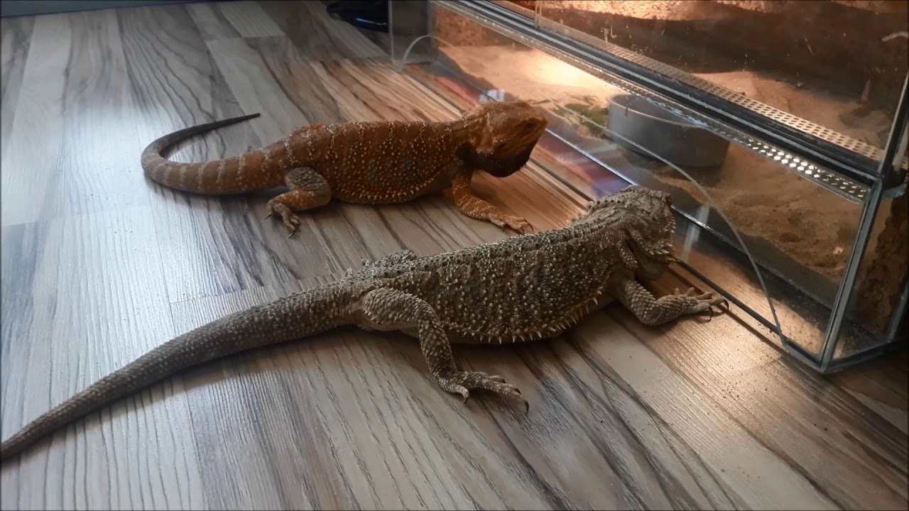 Agama Brodata Orange Pomaraczowa Jaszczurka 7705554074 Oficjalne