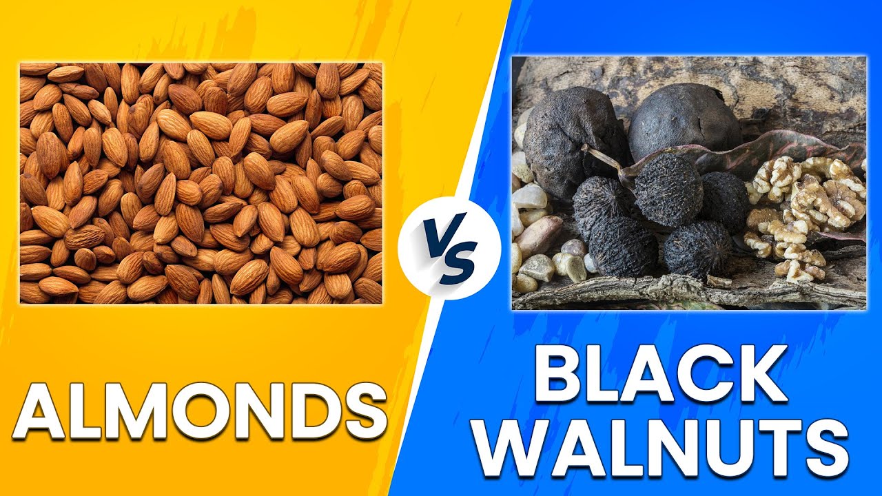 Almonds vs Black Walnuts - Which Nuts Are Healthier? (Which Is Better ...