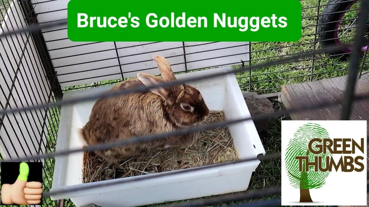 Using Bruce the Rabbit's Golden Nuggets in the Garden. Pt 1 - YouTube