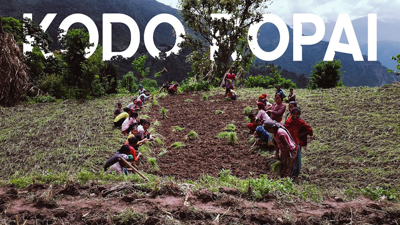 Kodo (कोदो) Ropai | Barahapokhari, Khotang - YouTube