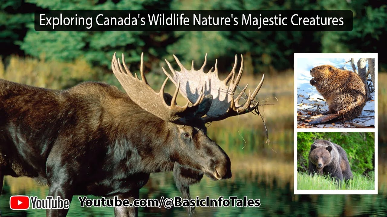 Exploring Canada's Wildlife Nature's Majestic Creatures - YouTube
