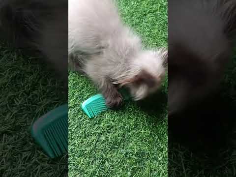 Oreo got angry 🙀🙀🙀#kitten - YouTube