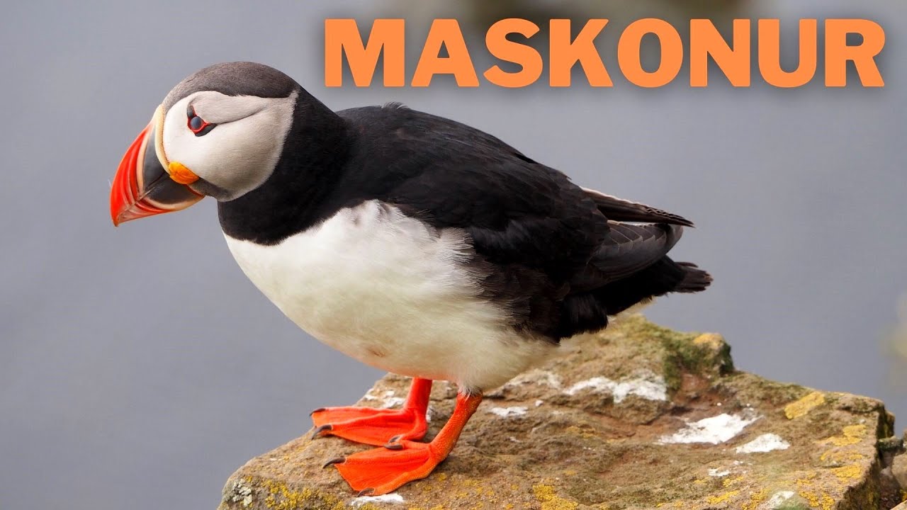 Maskonur - YouTube