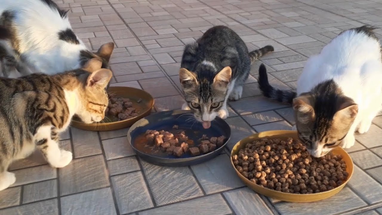 Hungry Cats Feeding Sounds Revealed !! Listen and Relax - YouTube