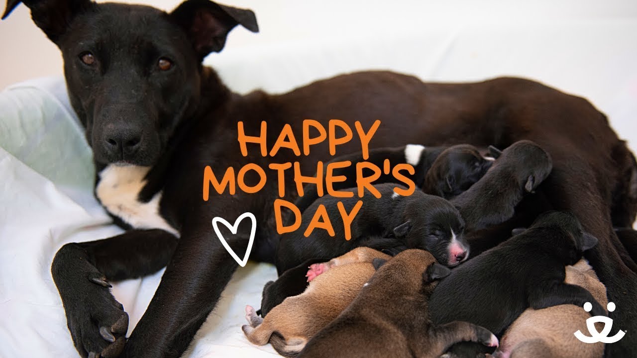 The sweetest rescued mama dog's story to celebrate Mother's Day - YouTube