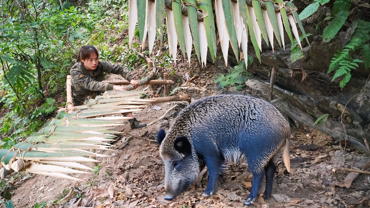 New traces of wild boar discovered, wild boar trapping skills, survival ...
