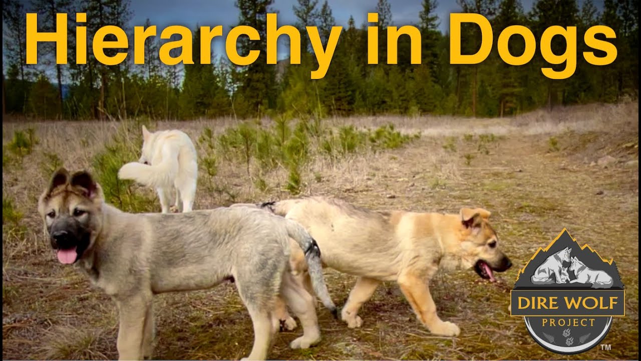 Submissive Respect | Hierarchy in Dogs - YouTube