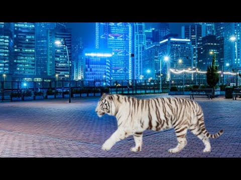 Gece Şehirde Dolaşan Kaplanın Kısa Videosu! (Johnnie walker night tiger Reklamı 2012 🌃🐅)
