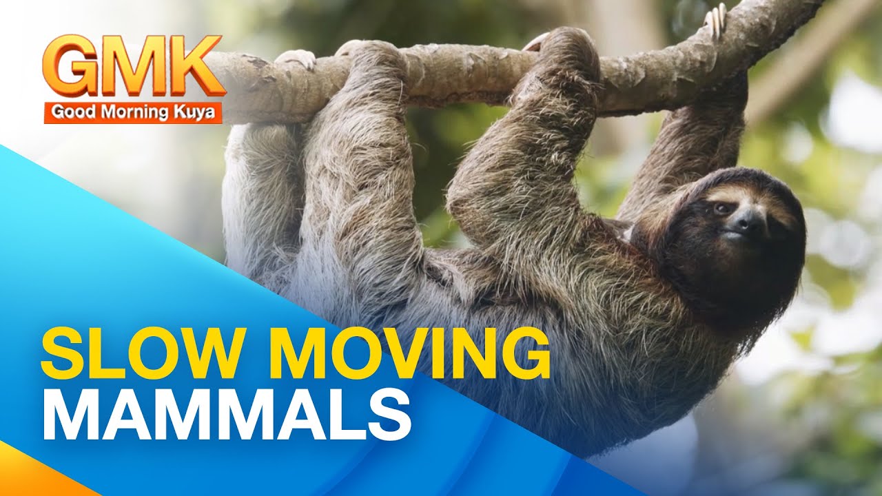 Sloth: slowest mammal on Earth | Wonders of Creation - YouTube