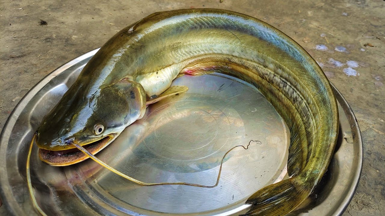 Barari Machhali Kaise banaye || Machhali Banane ka sabse Asan tarika ...