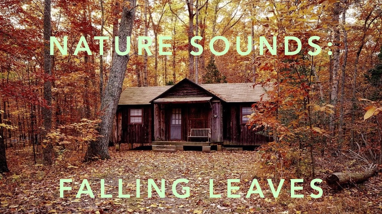 Nature Sounds, Leaves Falling in the Forest, Fall Ambience for Relaxing ...
