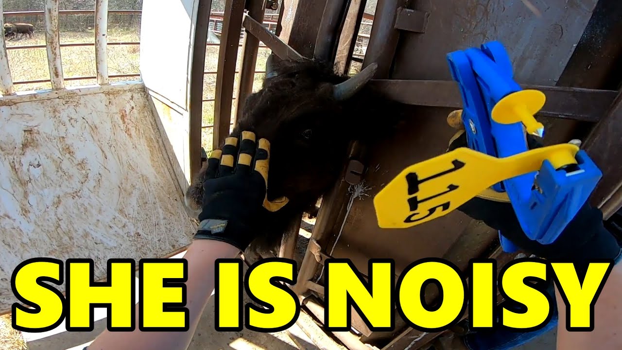 Ep. 163 - First Time Working Bison in the Squeeze Chute | Blackacre ...