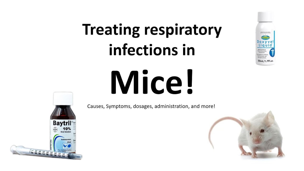 Treating and identifying respiratory infections in mice - A beginners ...