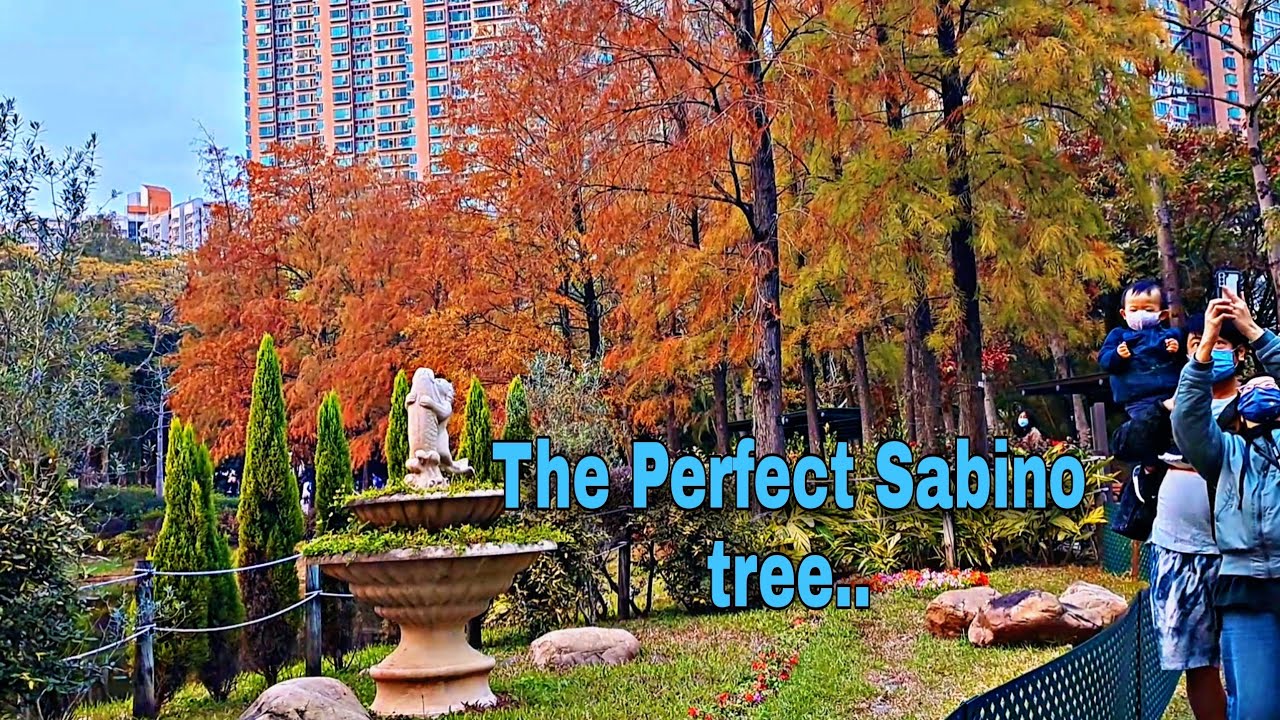 TSING YI PARK- AMAZING SABINO TREE.. - YouTube
