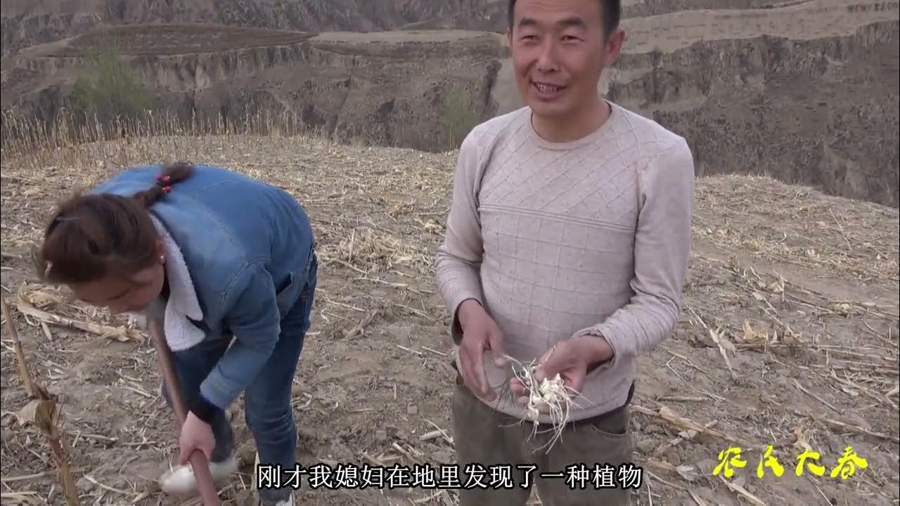 农村夫妻刨玉米杆,大春借的 神器”媳妇却不愿意用,这是为何? Youtube