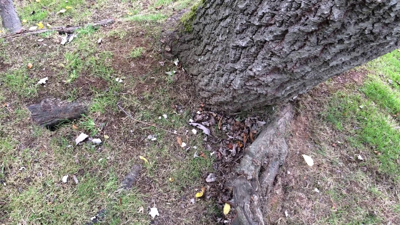 White Poplar (Populus alba) - bole & roots - September 2017 - YouTube