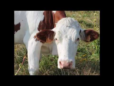 Vidéo de mon périple sur le GR400 - YouTube