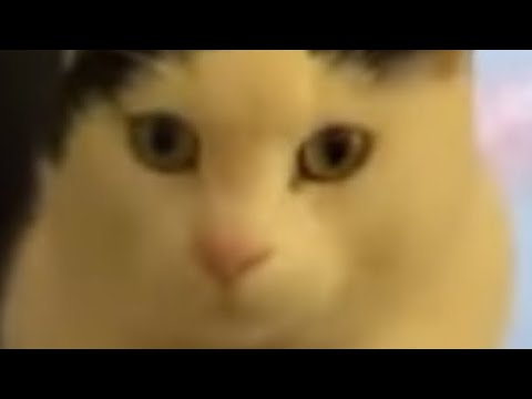 Meet Mighty Milo the Kitten (Stream Hilight) - YouTube