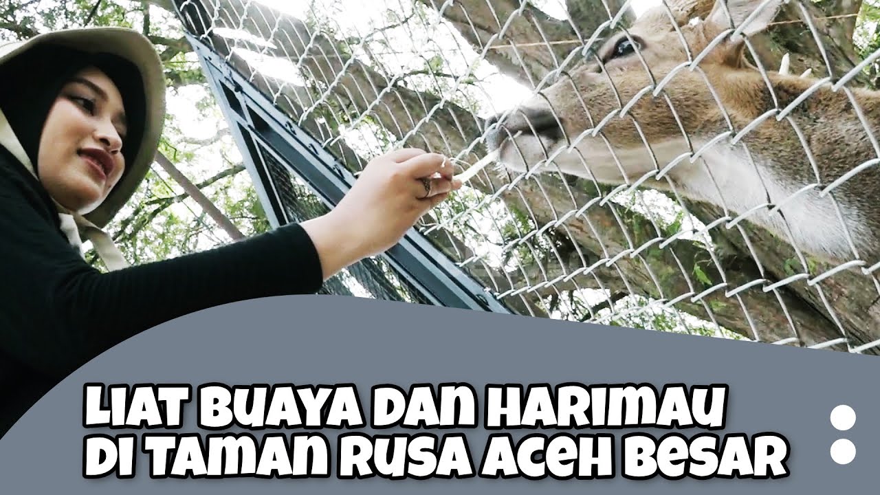 piknik liat buaya dan Harimau ke Taman Rusa - YouTube