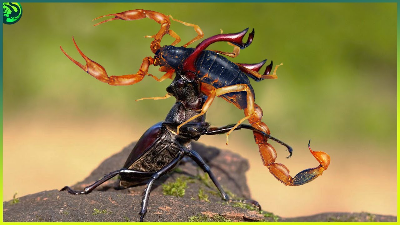 15 Moments of Beetles Destroying Their Opponent - YouTube