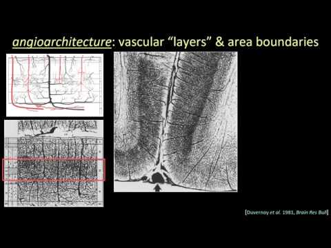 Jonathan Polimeni: Part 1, Overview of laminar fMRI best practices and ...