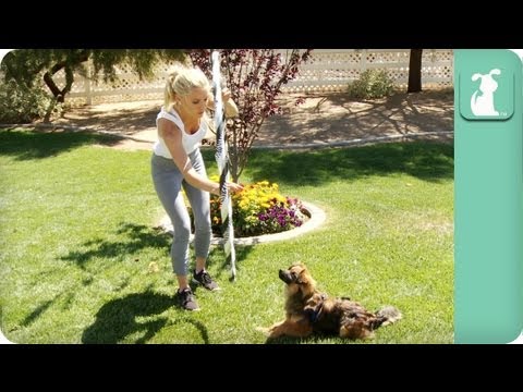 Hula Hooping With Your Pet - Pet Fit Tips - YouTube
