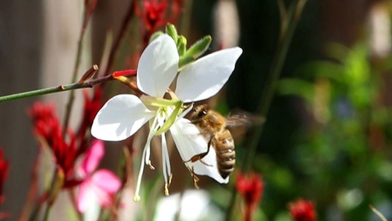 Add a cottagey look with Gaura - YouTube