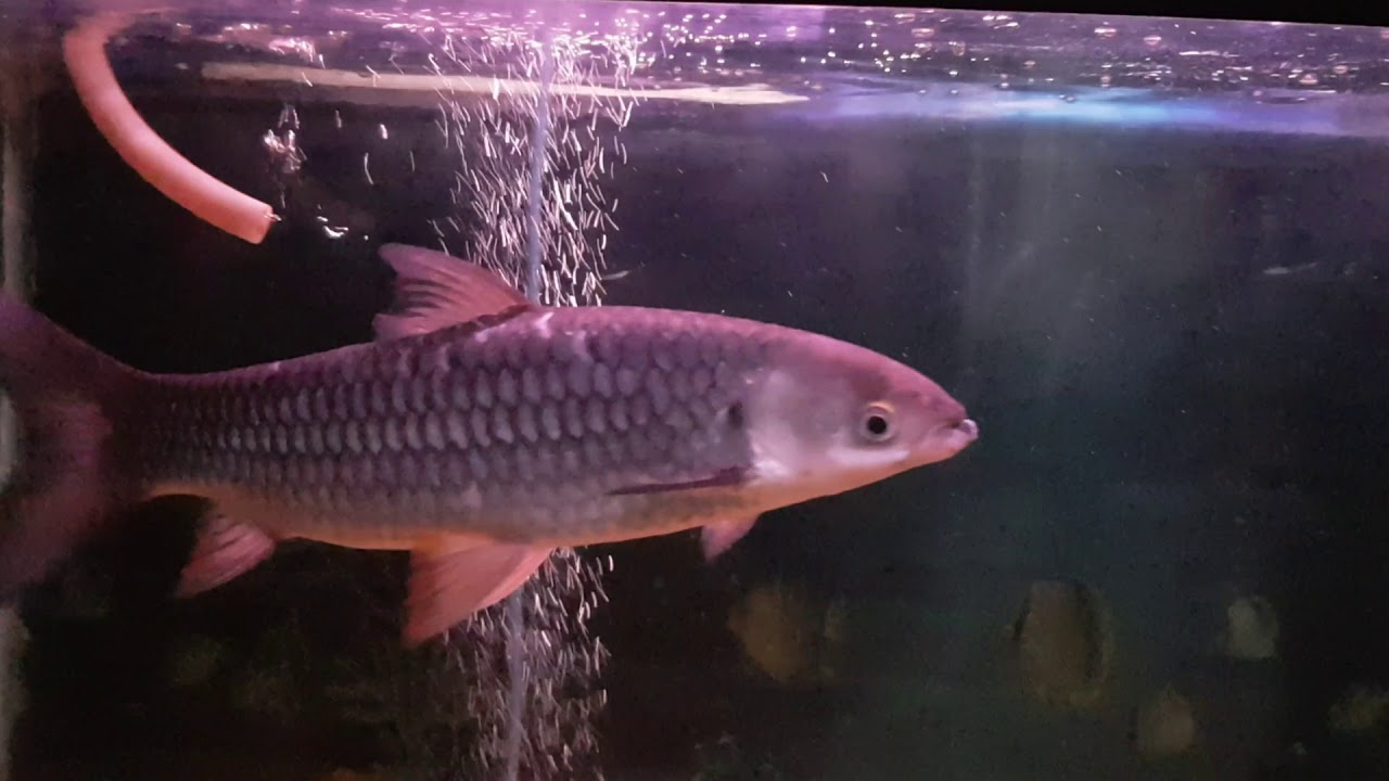 Red Finned cigar shark and Silver Arowana - YouTube