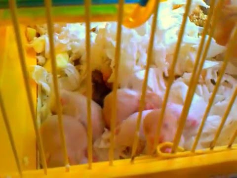 anne hamster ve yavruları