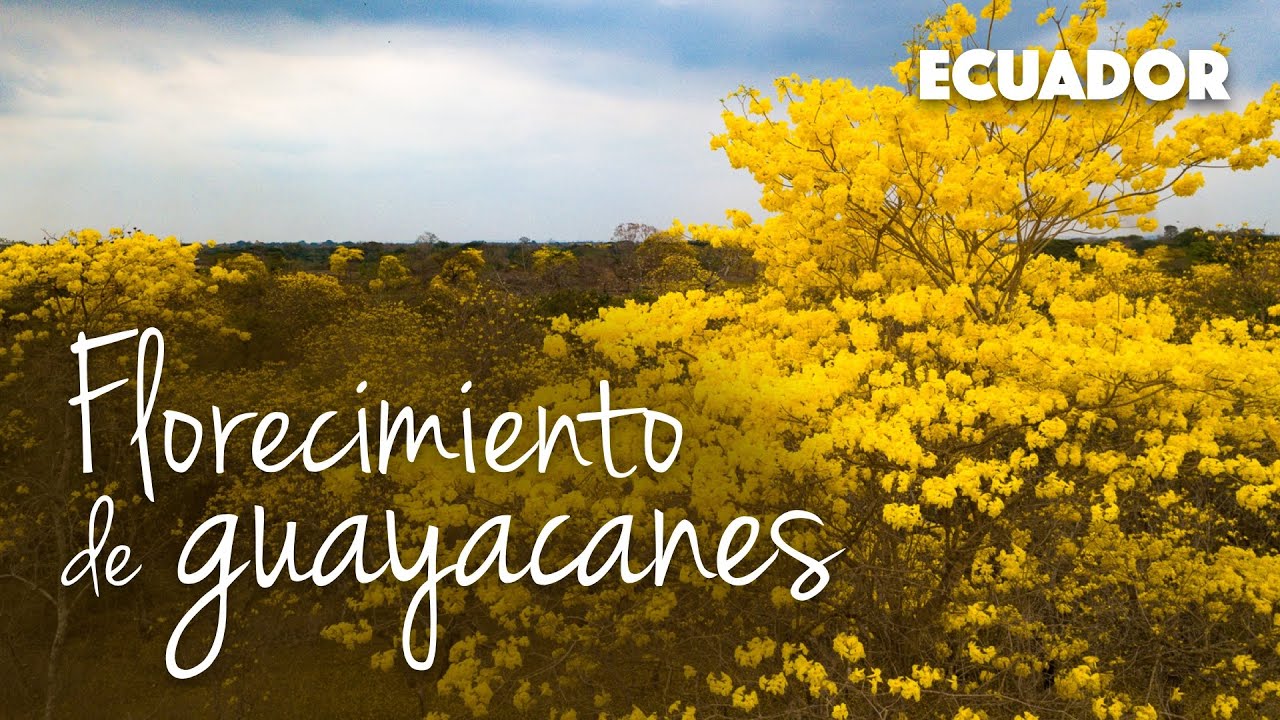 Florecimiento de los Guayacanes, Colimes - Ecuador - YouTube