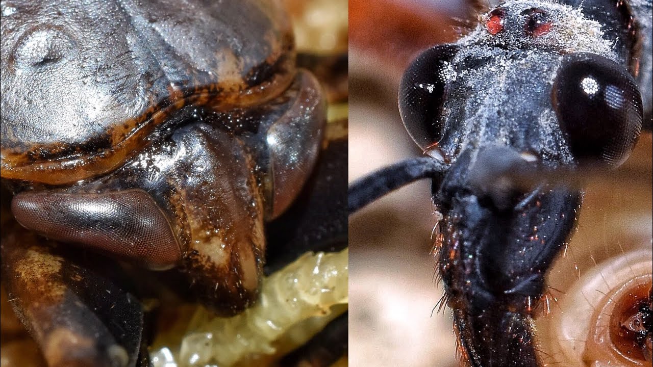 Feeding my giant water bug and giant spiny assassin bug. So different ...