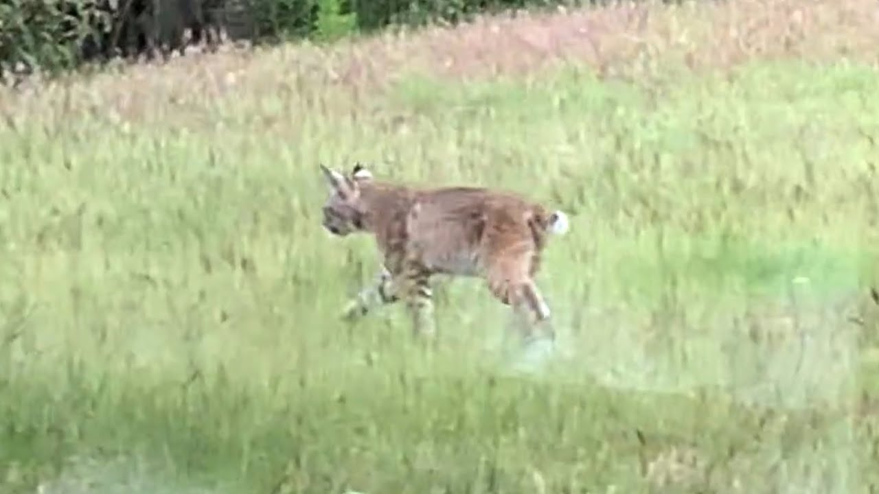 2020 04 03 Bobcat stalks off - YouTube