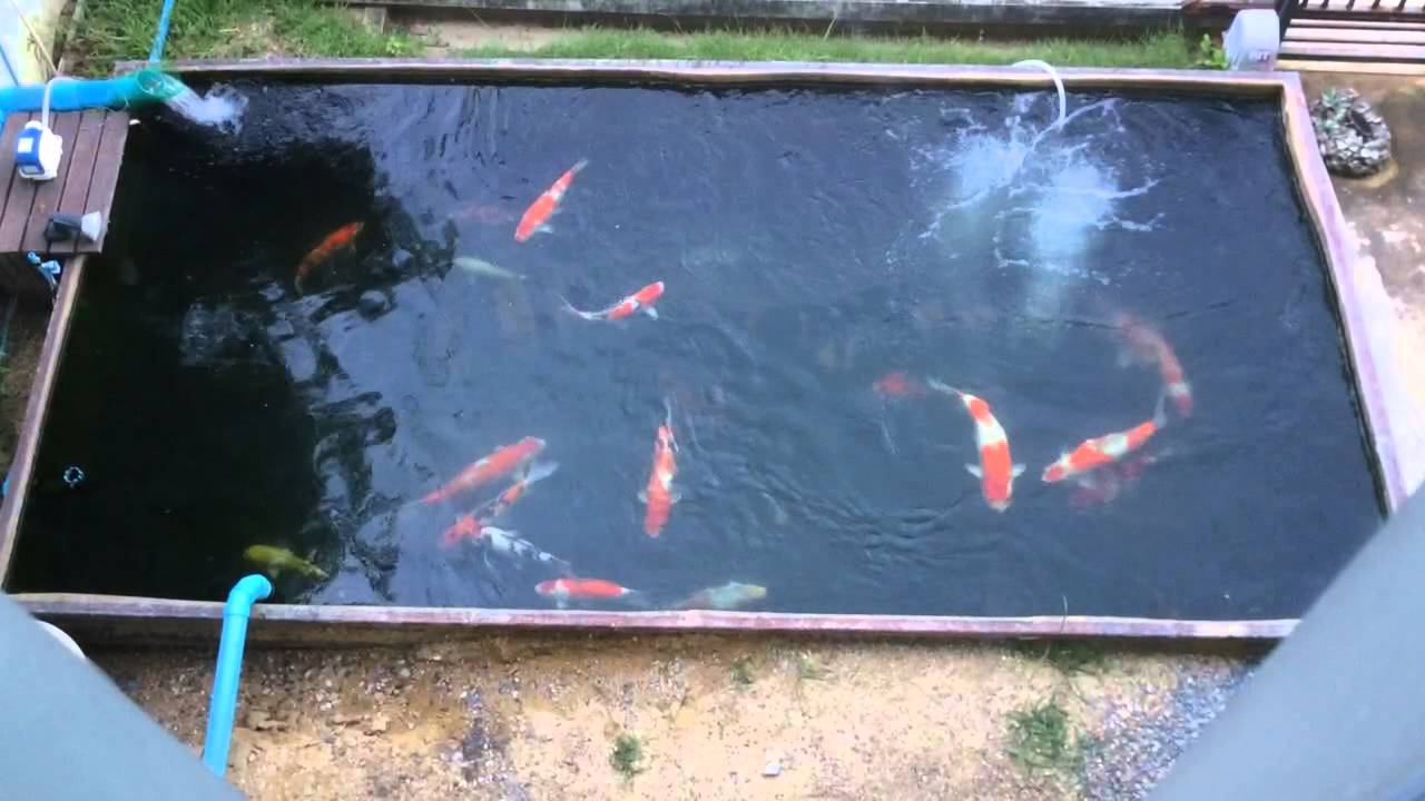 Hugeboripat koi pond top view - YouTube
