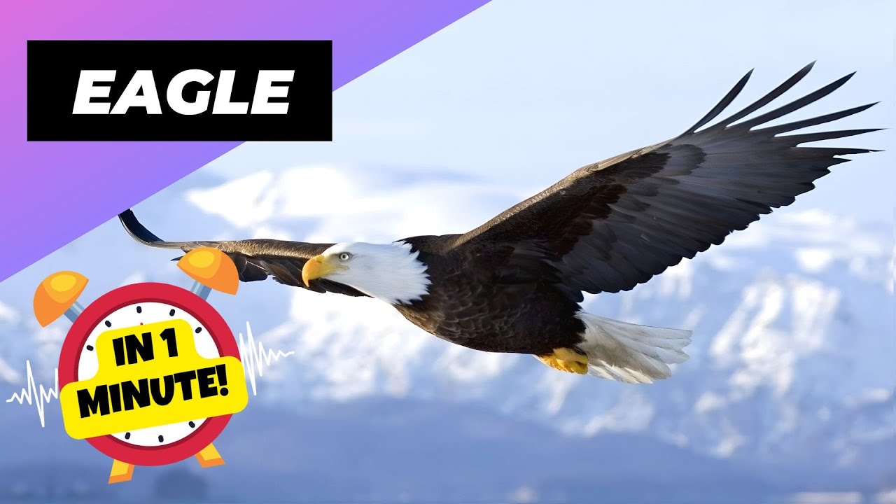 Eagle - In 1 Minute! 🦅 One Of The Worst Animal Mothers In The Wild | 1 ...