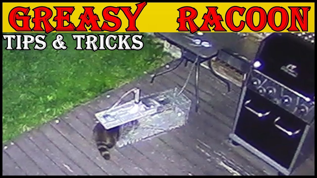 Racoon Trapping - Tips & Tricks - YouTube