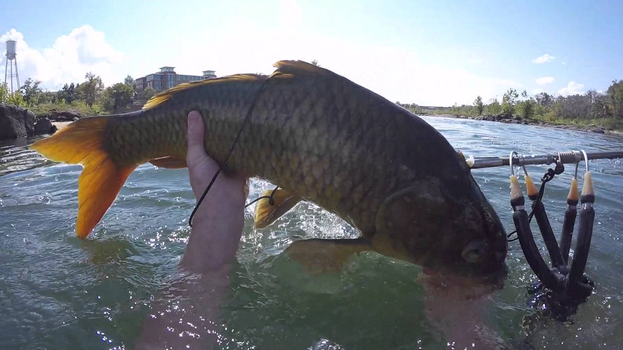 Spearfishing and Scuba Diving - YouTube