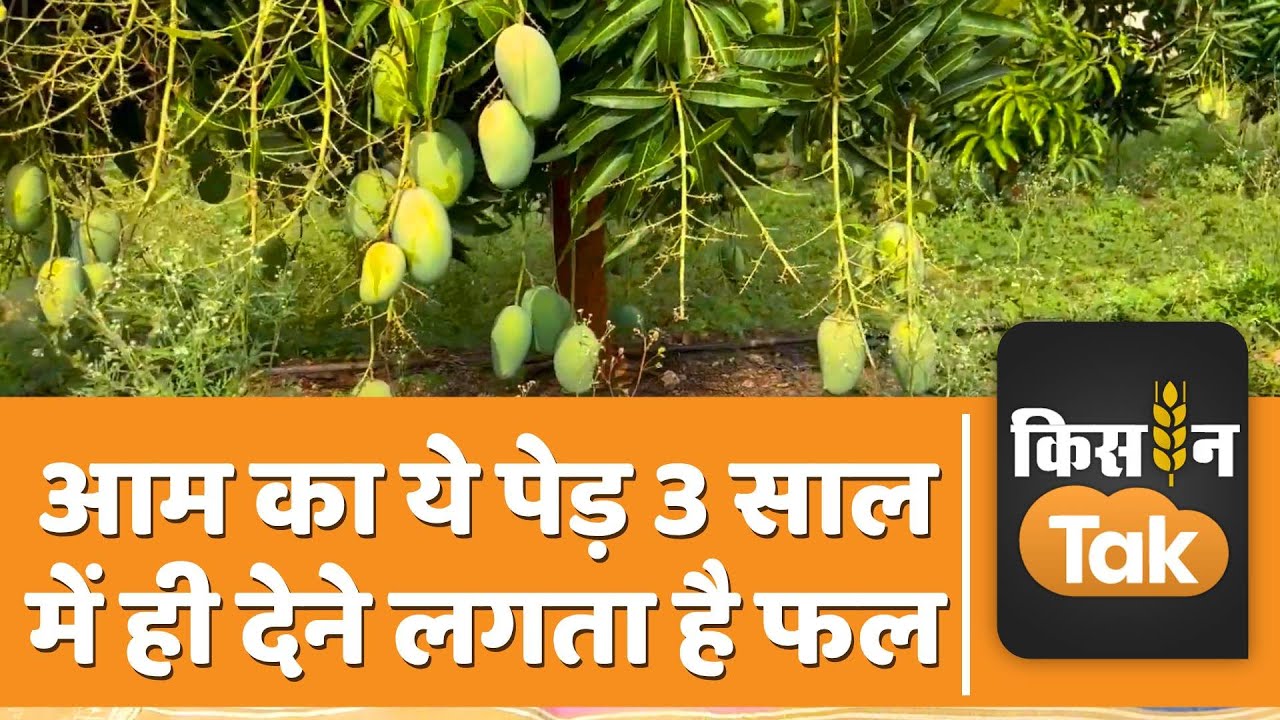 Kesar Mango: Alphonso के बाद इस आम की मांग है सबसे ज्यादा, जानें क्यों ...