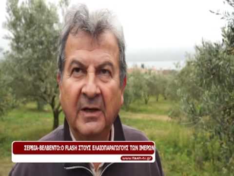 ΤΟ ΜΑΖΕΜΑ ΤΗΣ ΕΛΙΑΣ ΚΑΙ Η ΠΑΡΑΓΩΓΗ ΛΑΔΙΟΥ ΣΤΑ ΙΜΕΡΑ - YouTube