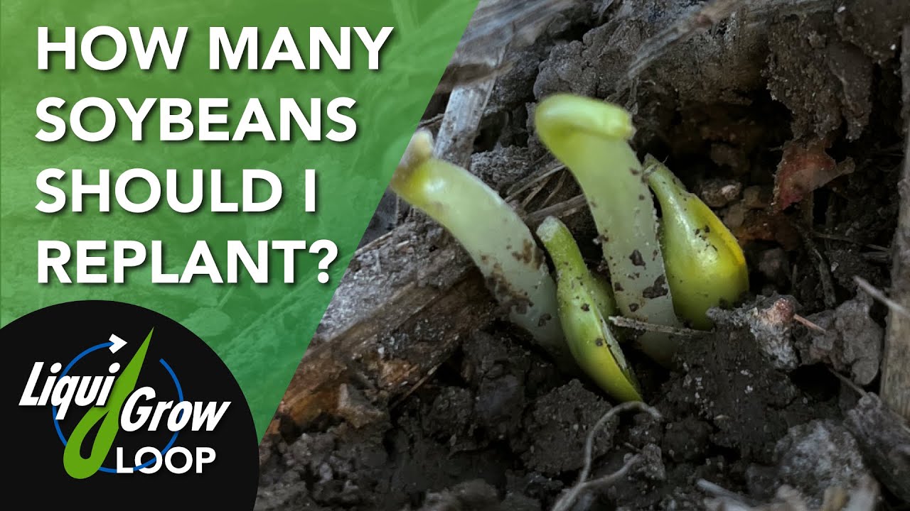 Tips for Replanting Soybeans - YouTube