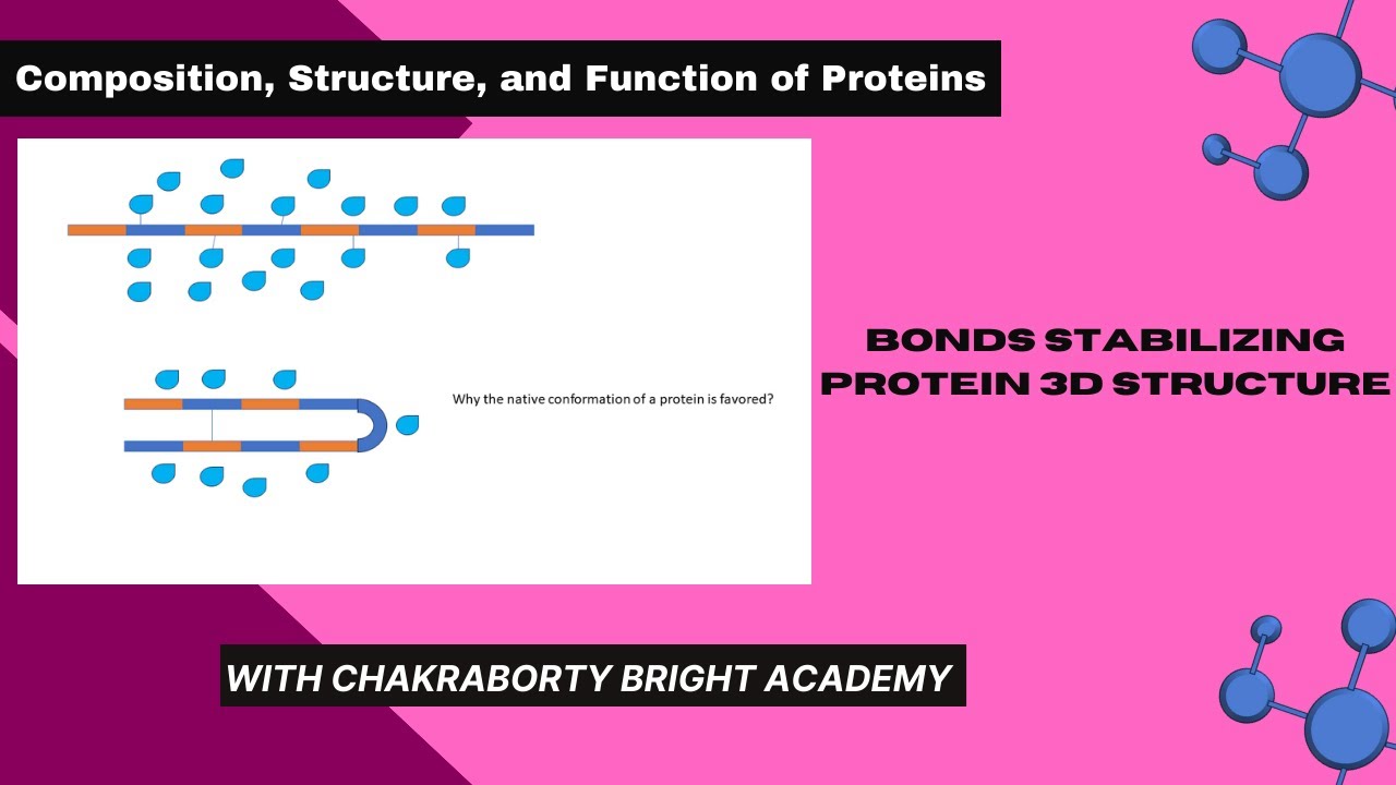 Bonds Stabilizing Protein 3D Structure - YouTube