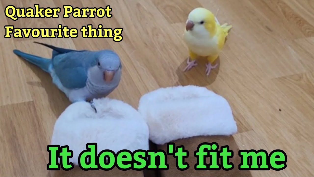 Quaker Parrots Playing with Shoes - YouTube