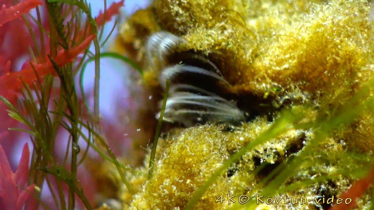 © 4К. "Балянус-шоу". Amphibalanus improvisus // - YouTube