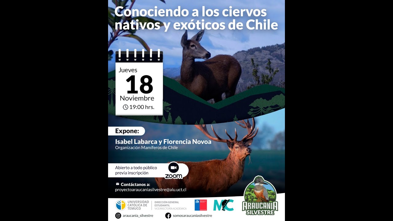 Conociendo a los ciervos nativos y exóticos de Chile - YouTube