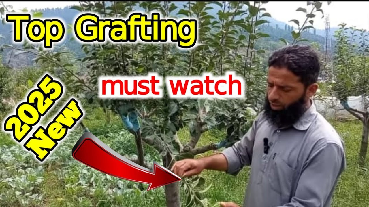 Top Grafting Methods 2025 | Apple Farming | @MrsGREENAPPLE_Official ...