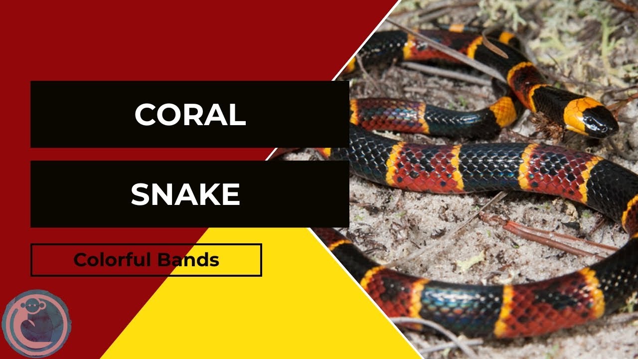 Episode 49: Coral Snake- Colorful Bands - YouTube