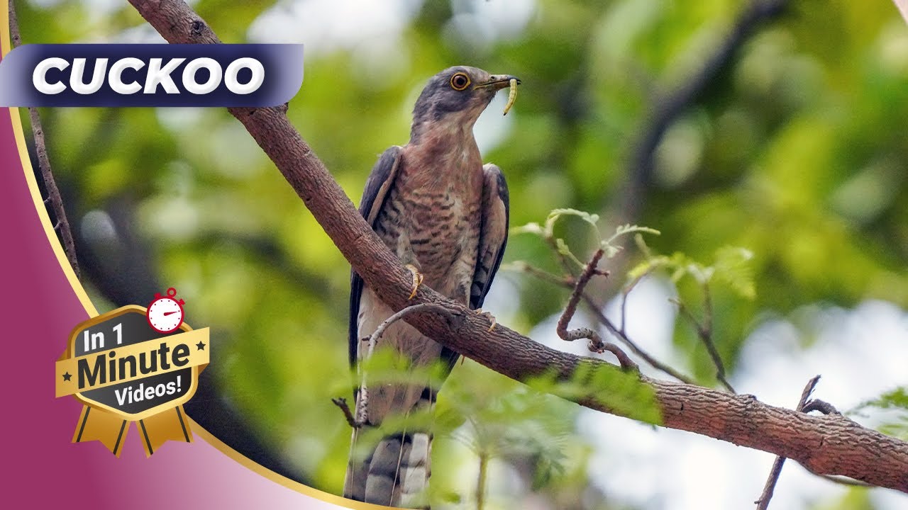 Cuckoo One Of The Worst Animal Mothers In The Wild World Animals cuckoo-one-of-the-worst-animal-mothers-in-the-wild-world-animals